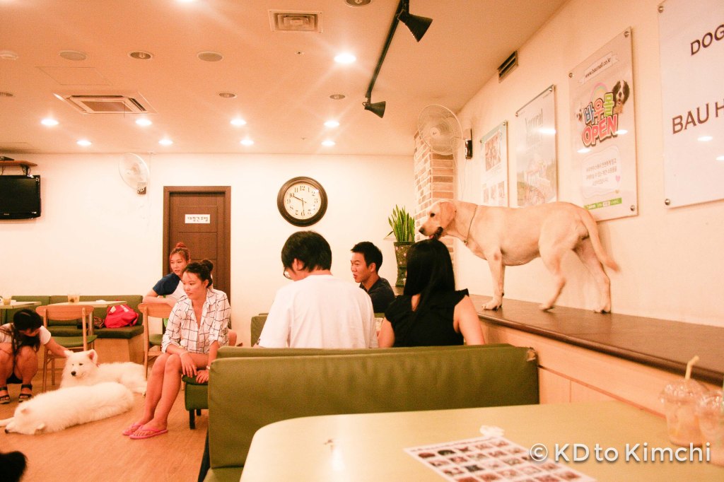 Checking out BAU HOUSE: a Korean dog café! – From KD to Kimchi
